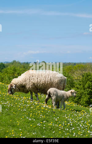 Landscape with English countryside of sheep on the hillside Stock Photo ...
