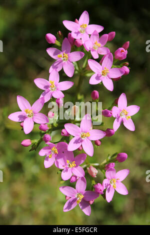 Common centaury (Centaurium erythraea, Centaurium minus, Centaurium ...