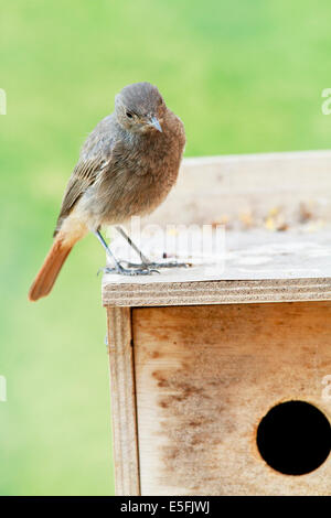 Redstart nest box Stock Photo - Alamy