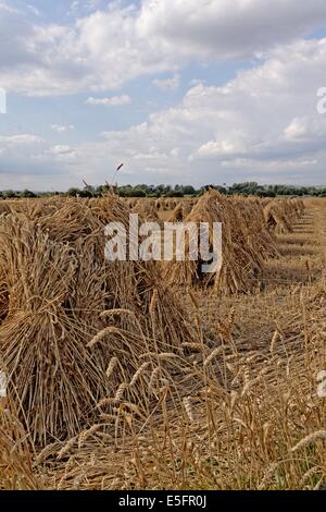 stooks of corn drying in Wiltshire field Stock Photo - Alamy