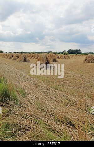 stooks of corn drying in Wiltshire field Stock Photo - Alamy