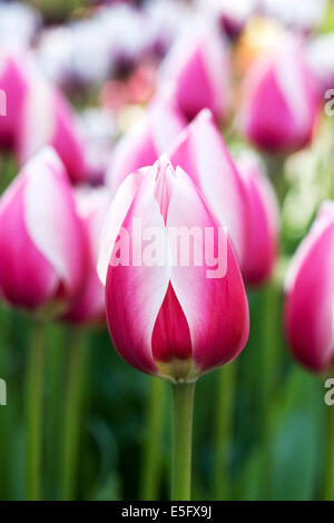 Flowers in springtime in the garden plants Stock Photo - Alamy