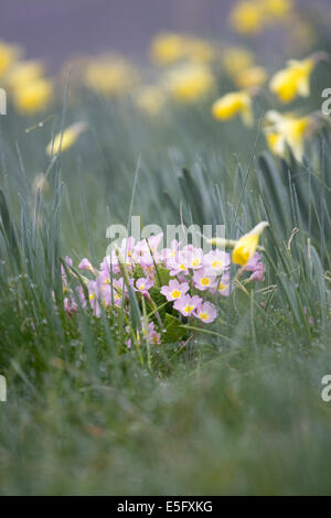 primrose flower bed - yellow and violet Stock Photo - Alamy