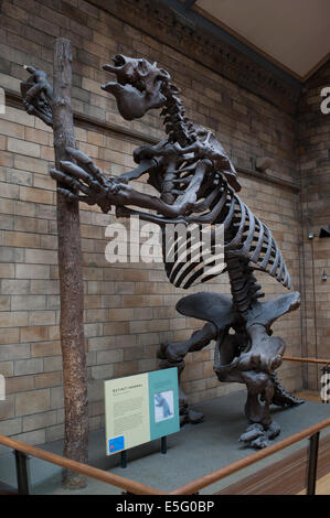 Skeleton of Giant ground sloth (Megatherium americanum). Natural ...
