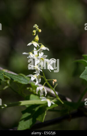 botany, Manroot, Wild cucumber (Marah spp.), fruit at branch, Serengeti ...