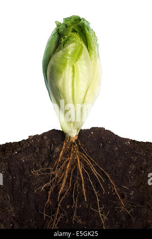 Side view of a closeup of lettuce with the roots in the ground and sky ...