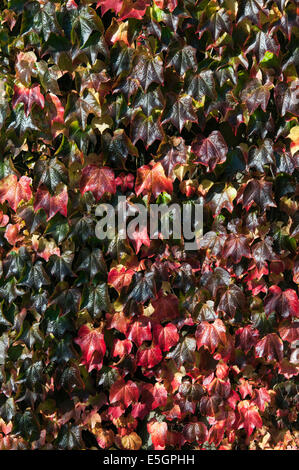 Beautiful colorful autumn ivy on stone wall Stock Photo - Alamy