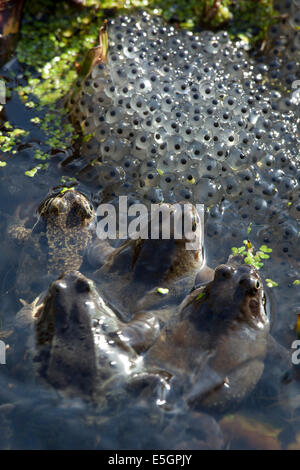 Frogs and frogspawn Stock Photo - Alamy