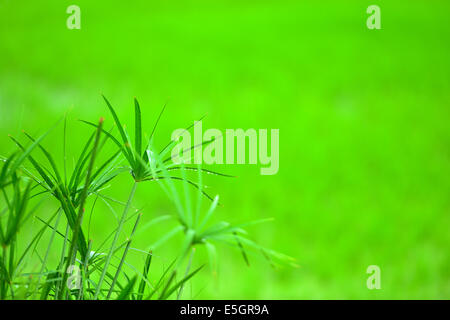 papyrus plant with rain drop Stock Photo - Alamy