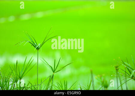 papyrus plant with rain drop Stock Photo - Alamy
