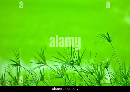 papyrus plant with rain drop Stock Photo - Alamy