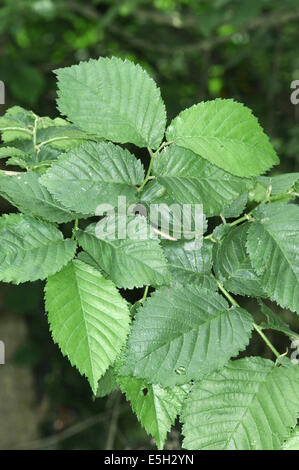 Wych elm (Ulmus glabra) tree in April or Spring with small winged ...