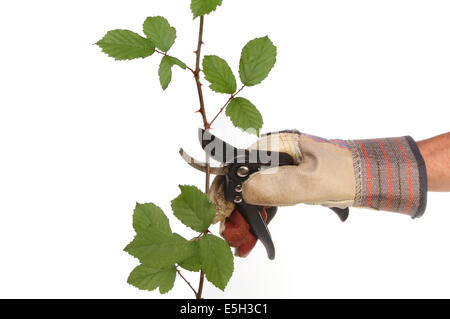 Gloved hand with secateurs cutting a bramble against a white background ...