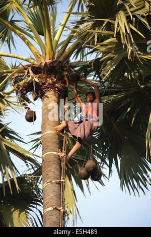 toddy palm tree Stock Photo - Alamy