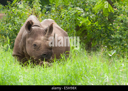 Two Horned Rhinoceros ( Ceratotherum Stock Photo - Alamy