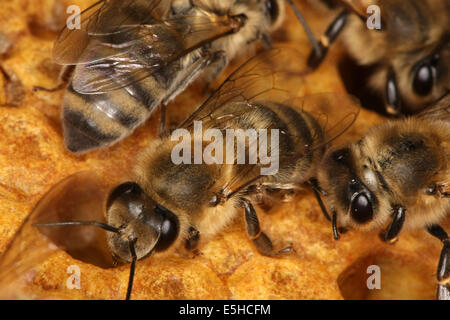 Capped cells of a brood comb. Nine days after oviposition the brood ...