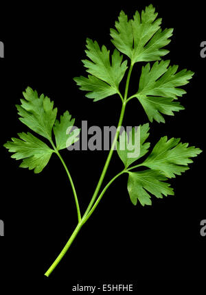 Flat leaved parsley Stock Photo - Alamy