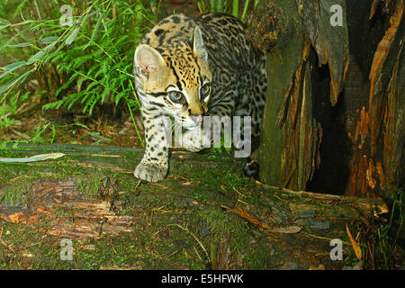 Ocelot (Leopardus pardalis) in tropical rain forest Stock Photo - Alamy