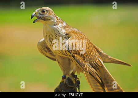 Lanner Falcon (Falco biarmicus), in flight, Giant's Castle Nature ...
