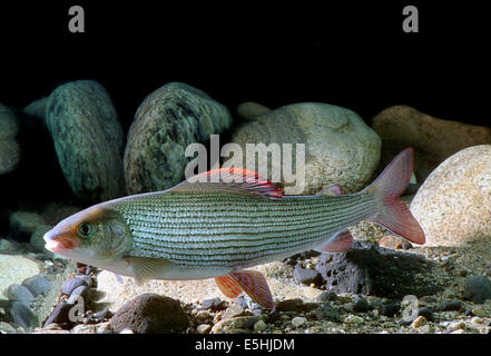 Grayling (Thymallus thymallus), captive, France Stock Photo - Alamy
