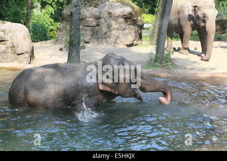 The Netherlands, Arnhem, Burger's Zoo, elephants. Aerial Stock Photo ...