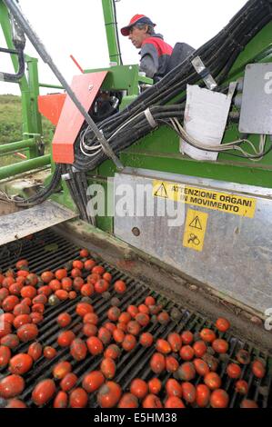 Self-propelled tomato harvester at work. Conveyor belt detail loading ...
