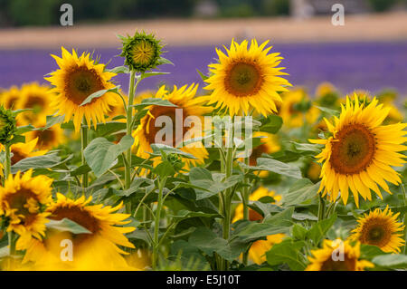 Hitchin Lavender, Cadwell Farm, Arlesey, Hertfordshire, UK. 1st Aug ...