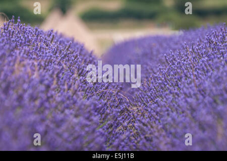 Hitchin Lavender, Cadwell Farm, Arlesey, Hertfordshire, UK. 1st Aug ...