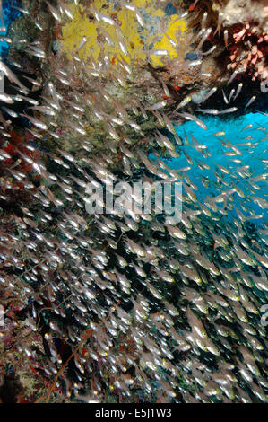 pigmy sweeper red sea Stock Photo - Alamy