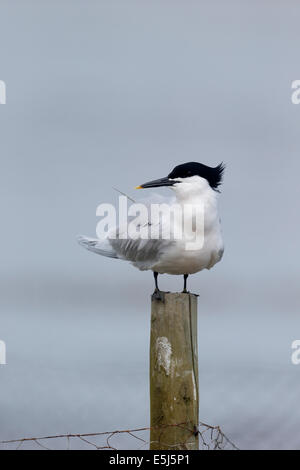 Sandwich tern, Sterna sandvicensis, single bird in flight, Anglesey ...