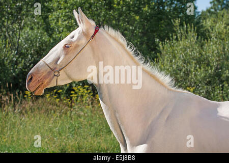 Portrait of the Akhal-Teke horse in profile Stock Photo - Alamy