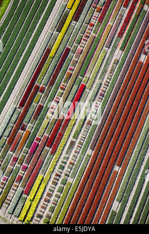 Netherlands, Winkel. Tulip fields. Aerial Stock Photo - Alamy