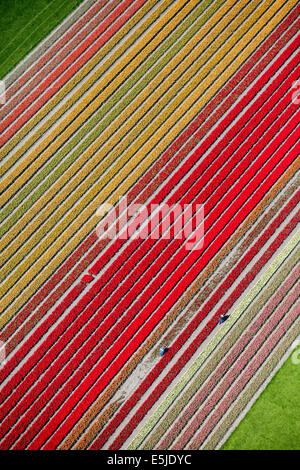 Aerial from tulip fields in the countryside from the Netherlands in ...