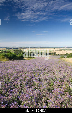 The countryside of North Lincolnshire near the village of Bonby, with ...