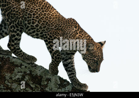 Young Leopard walking down a tree in Kruger National park, South Africa ...