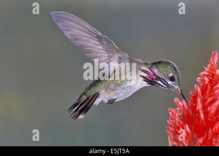 Calliope Hummingbird - Stellula calliope - Adult male Stock Photo - Alamy