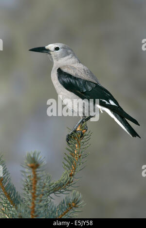 Clark's Nutcracker bird songbird perching in Spruce Tree Stock Photo ...