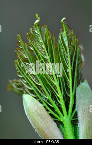 Sycamore leaf bud (Acer pseudoplatanus). Light micrograph of a cross ...