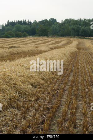 Windrows of straw Stock Photo - Alamy