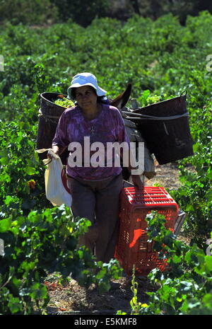 AJAXNETPHOTO. LEMONA, CYPRUS. HARVESTING WHITE GRAPES IN THE VINEYARDS ...