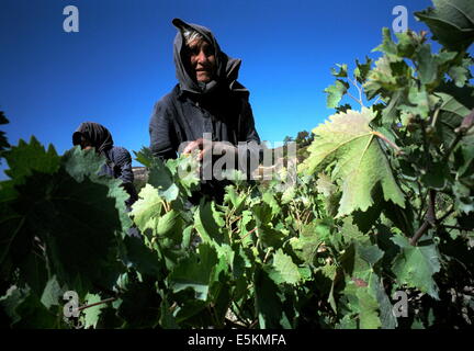 AJAXNETPHOTO. LEMONA, CYPRUS. GRAPE PICKERS AT WORK IN THE VINEYARDS ...