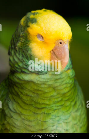 Yellow headed green parrots at the Bird Gardens, Hong Kong, China, Asia ...