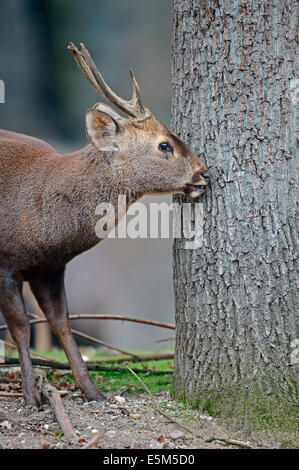 Hog Deer (Axis porcinus) male, Kaziranga National Park, India Stock ...