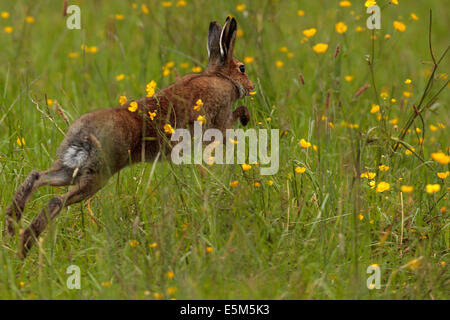 Irish or Mountain Hare Stock Photo - Alamy