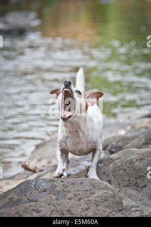 barking Jack Russell Terrier Stock Photo: 83305124 - Alamy