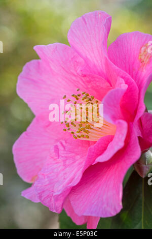 Camellia x williamsii 'Joe Nuccio' Stock Photo - Alamy