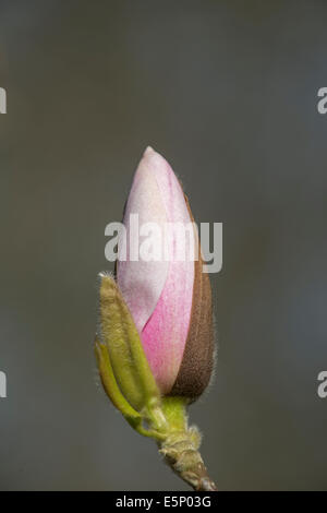 Magnolia 'Milky Way' Stock Photo - Alamy