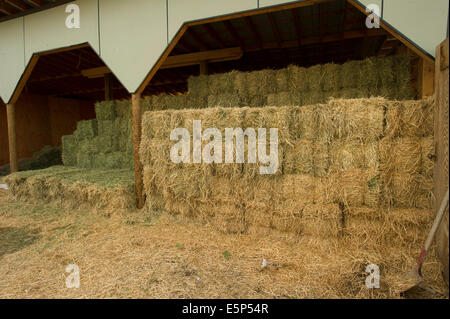 Stacked Bales of hay in a storage shed Stock Photo: 72401746 - Alamy