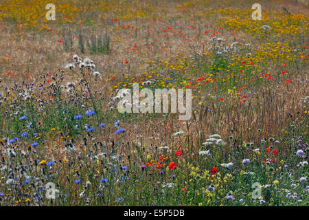 Arable weeds growing in organic barley crop Stock Photo - Alamy