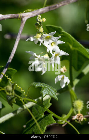 botany, Manroot, Wild cucumber (Marah spp.), fruit at branch, Serengeti ...